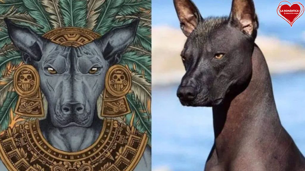Xoloitzcuintle: un símbolo de Día de Muertos; ésta es su leyenda - La ...
